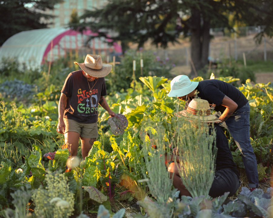 Black Farmers Collective turns to the land to build sustainable ...