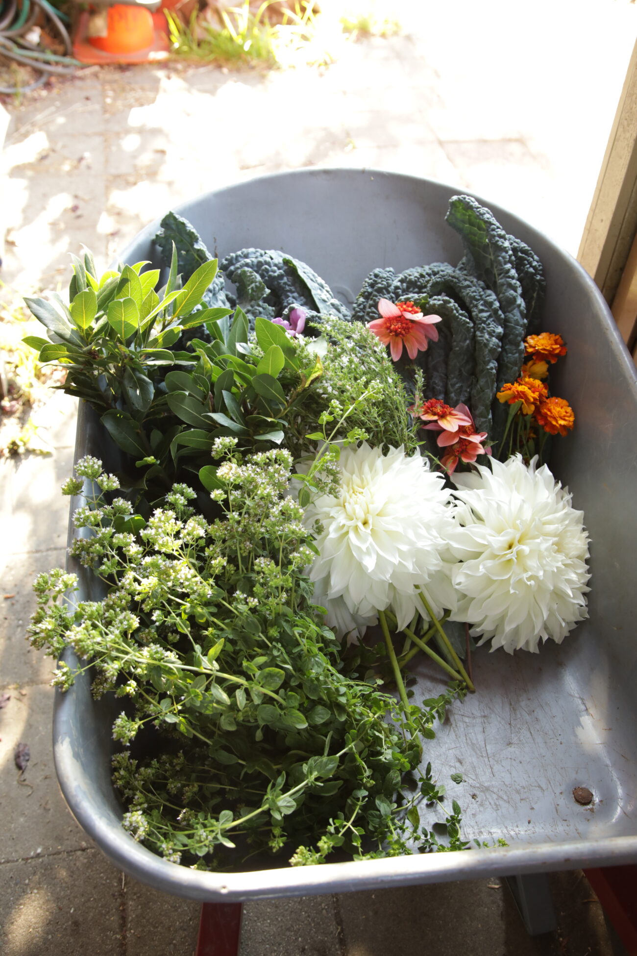 Picardo P-Patch Partners with Sand Point Family Housing to Bring Fresh ...