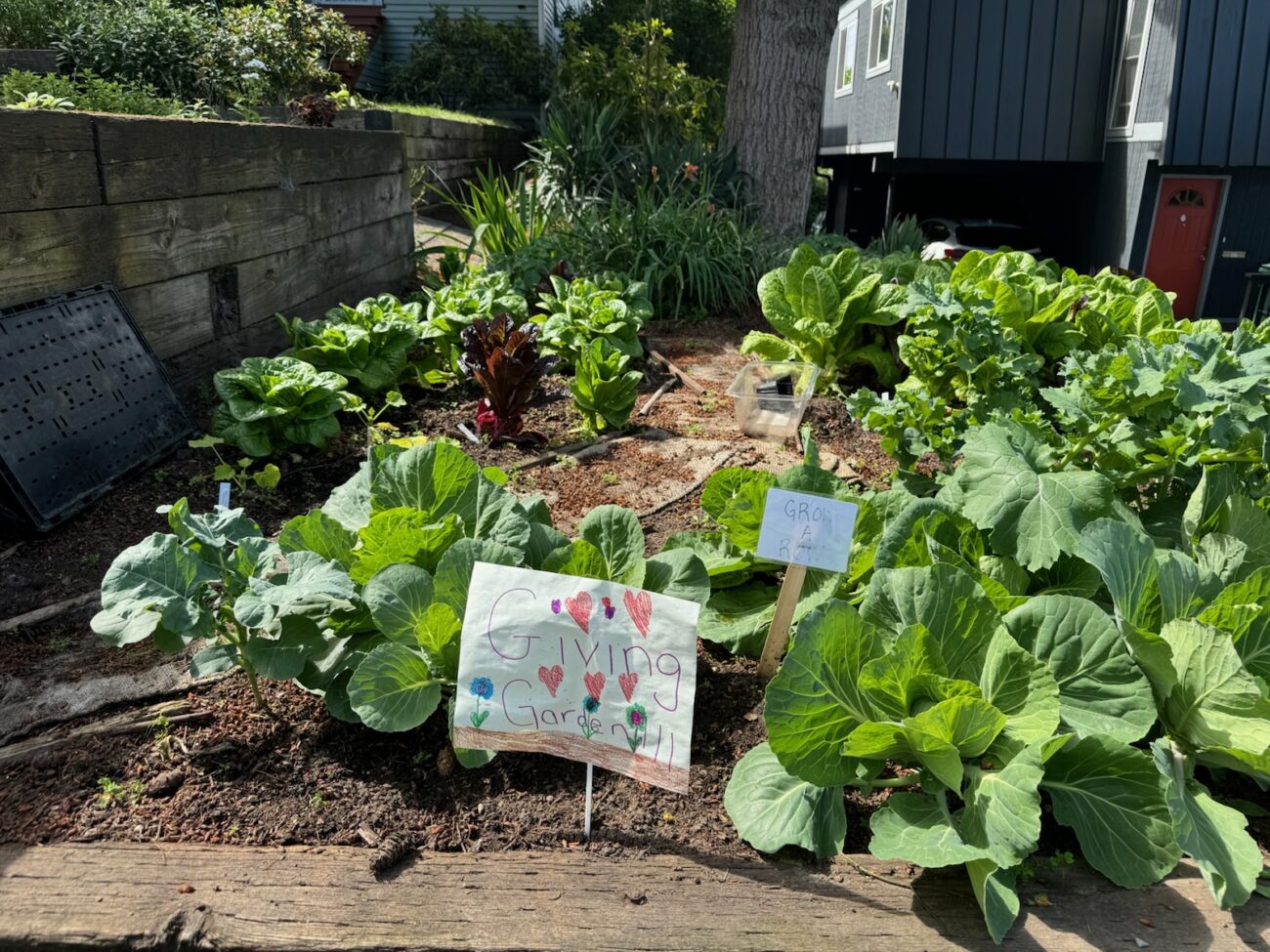 P-Patch Community Gardeners Donate 41,093 Pounds of Produce to Support ...